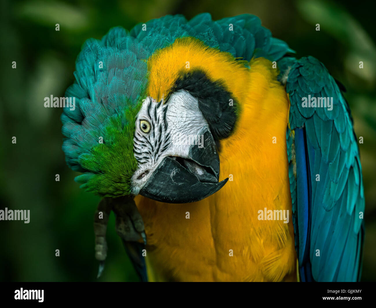 Macaw scratching its head Stock Photo - Alamy