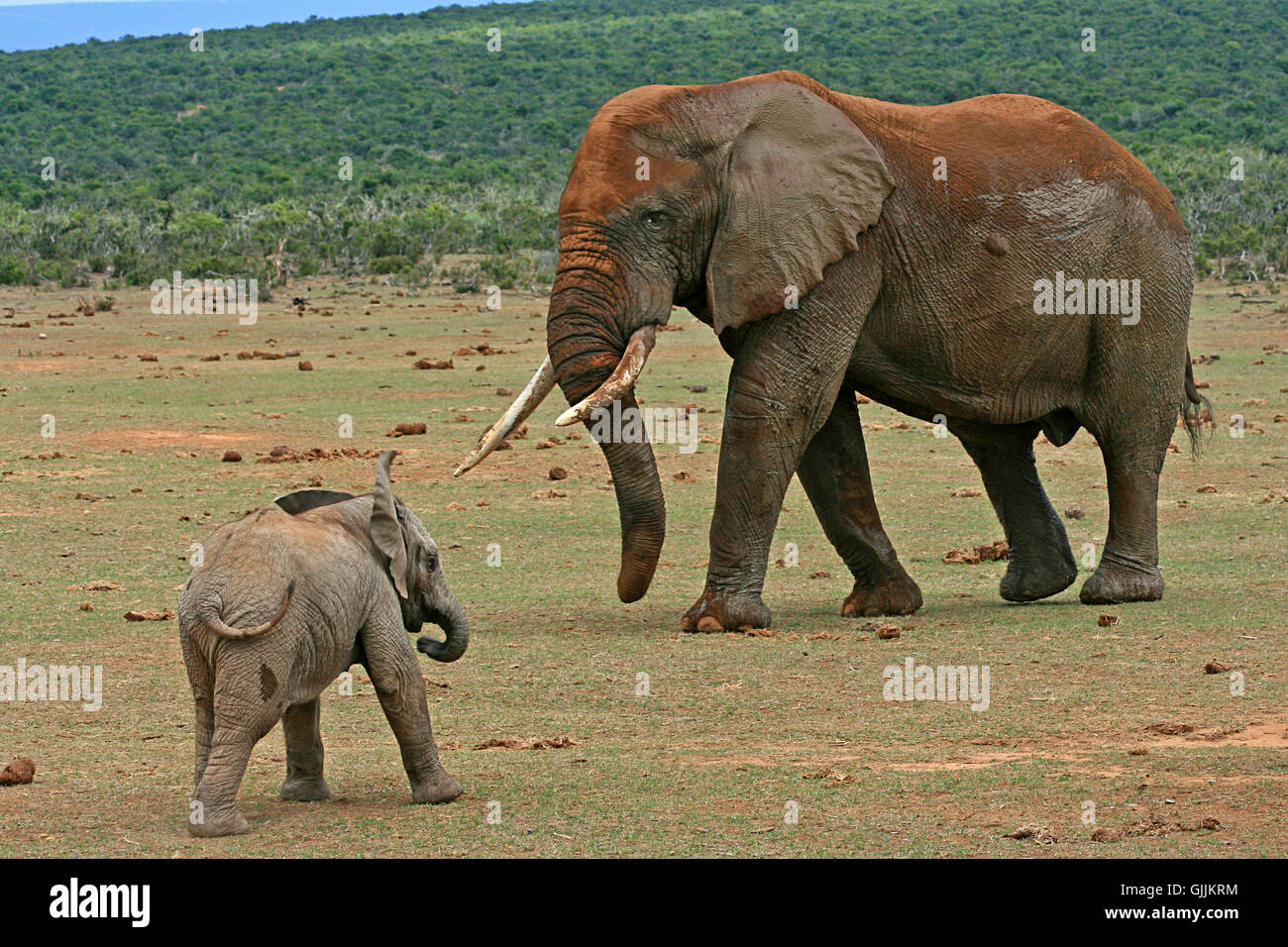 Bull animals hi-res stock photography and images - Alamy