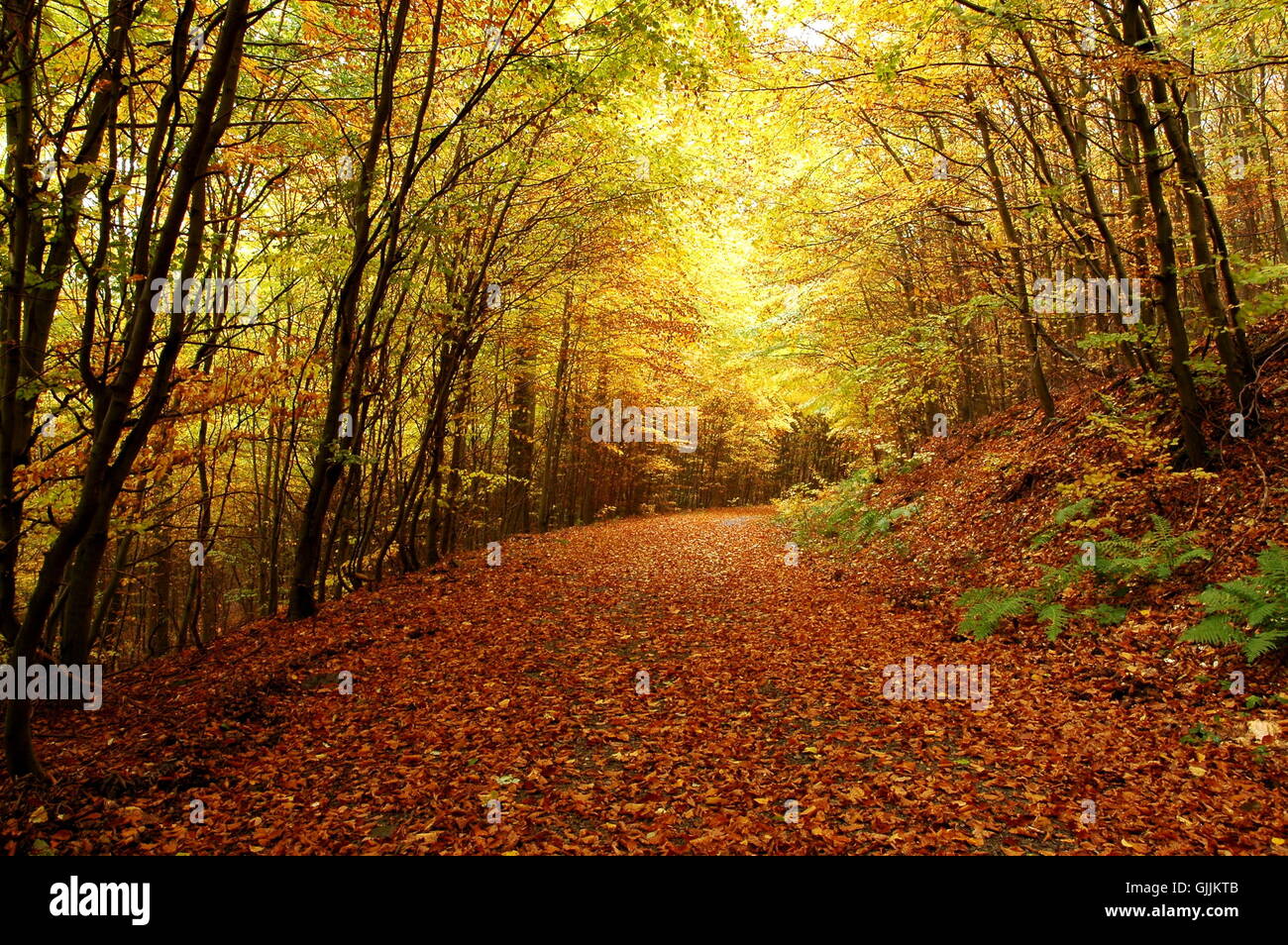 One coloured hi-res stock photography and images - Alamy