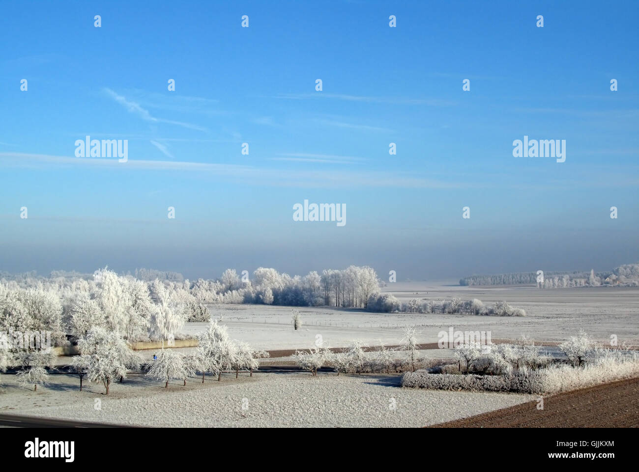 blue tree trees Stock Photo - Alamy