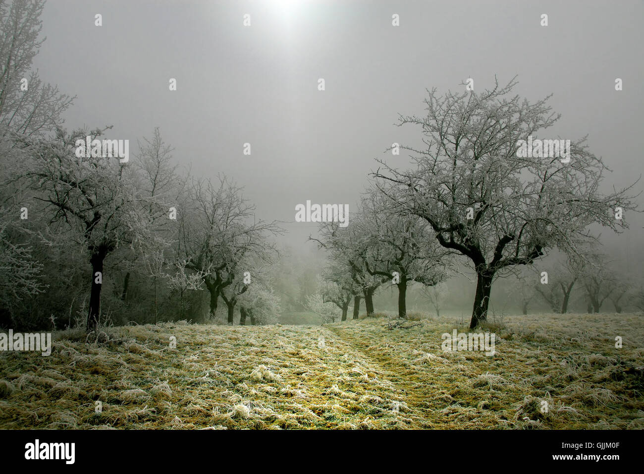 winter apple tree apples Stock Photo - Alamy