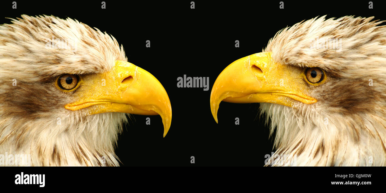 2 raptors observe exactly Stock Photo - Alamy