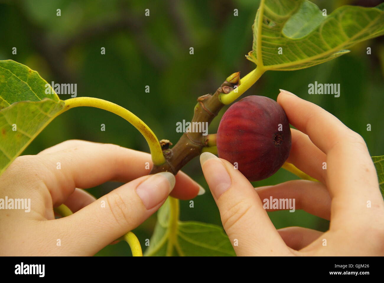 Feige hi-res stock photography and images - Alamy