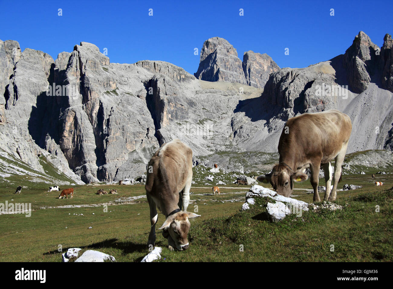 mountains dolomites animals Stock Photo - Alamy