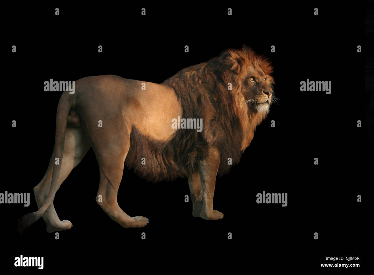 King of the animals hi-res stock photography and images - Alamy