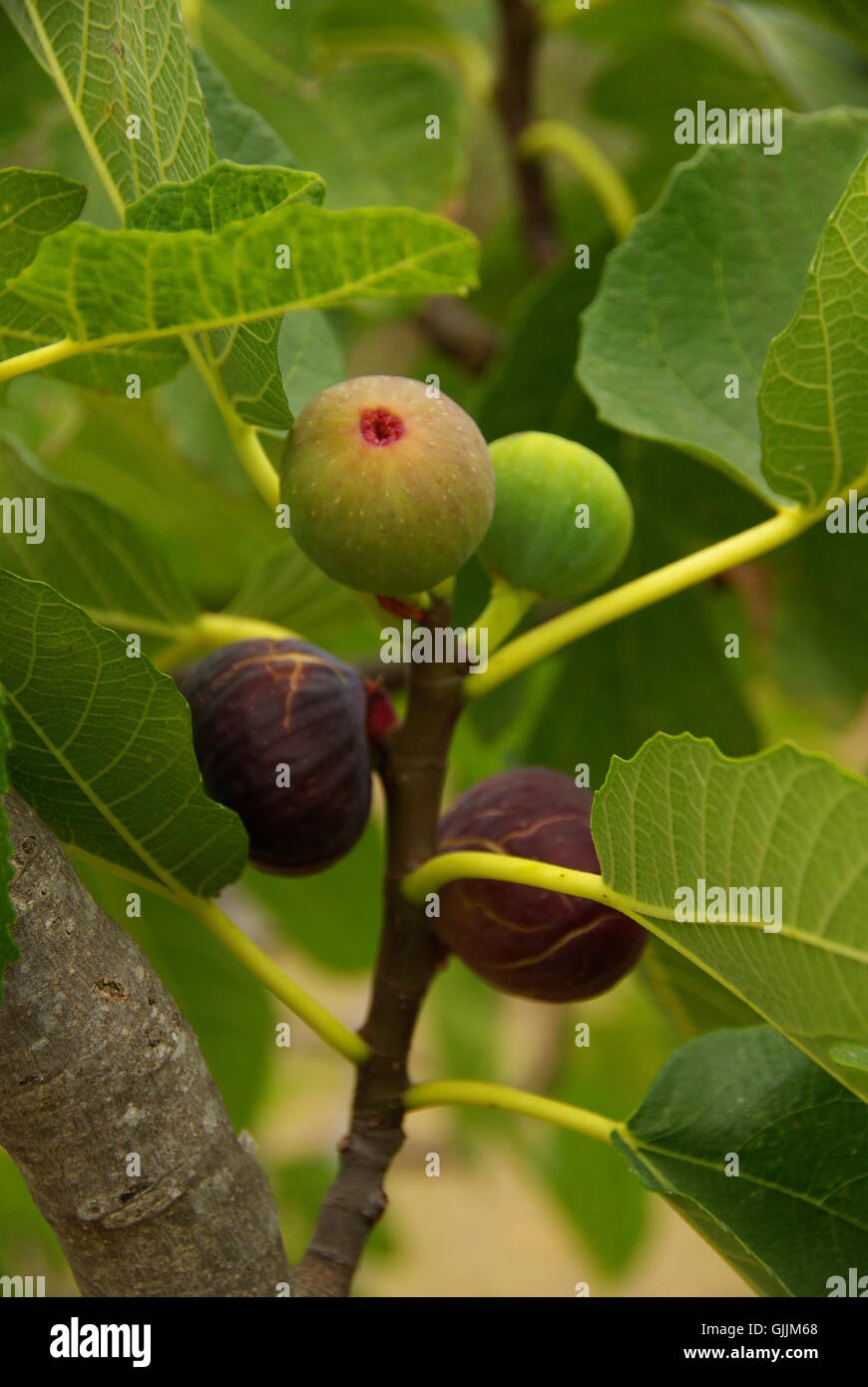 Feige hi-res stock photography and images - Alamy