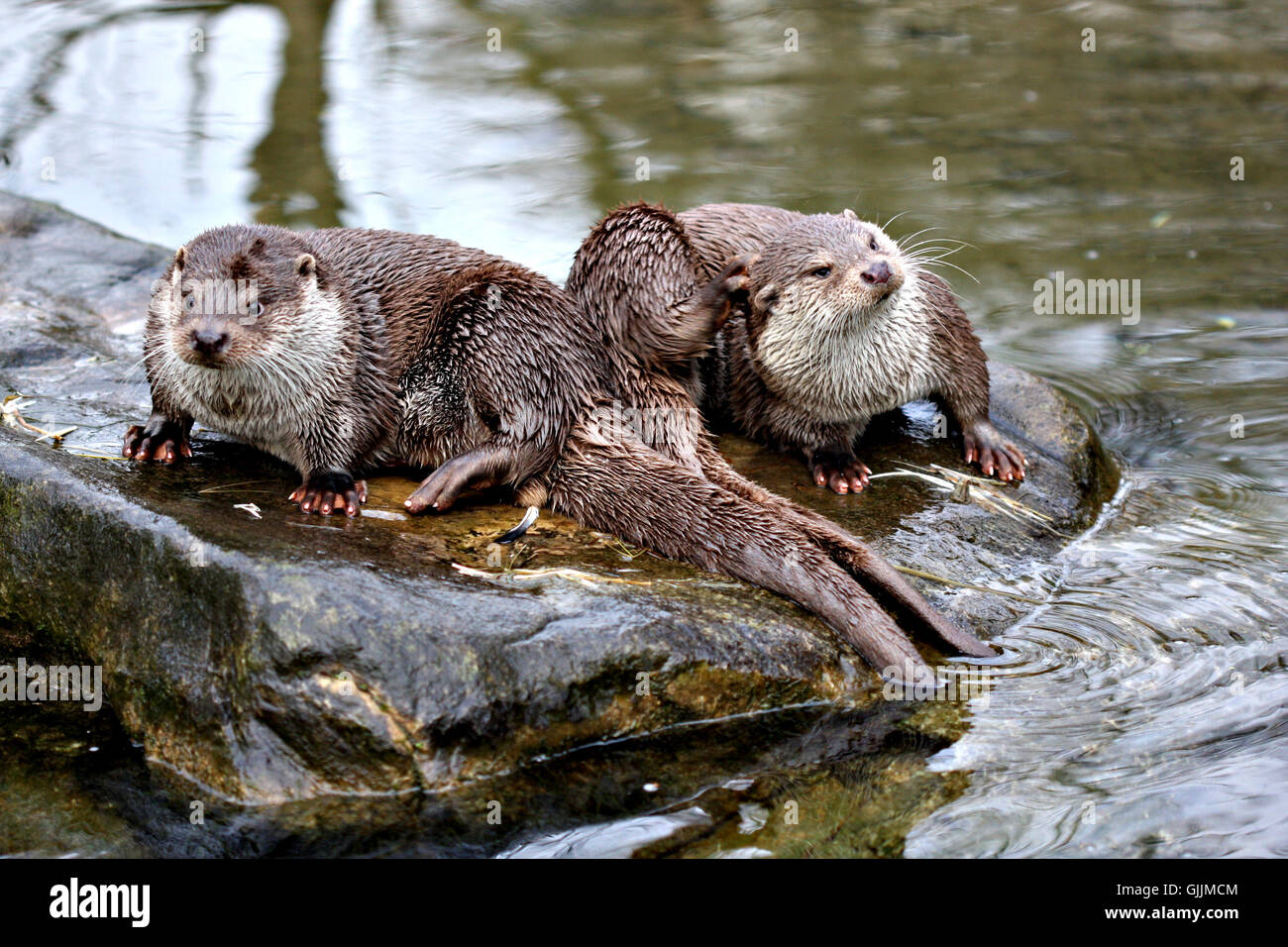 mammal asia hunter Stock Photo - Alamy
