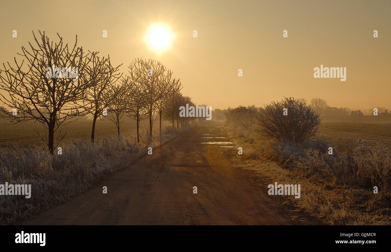 Tree trees cold ripe hi-res stock photography and images - Alamy