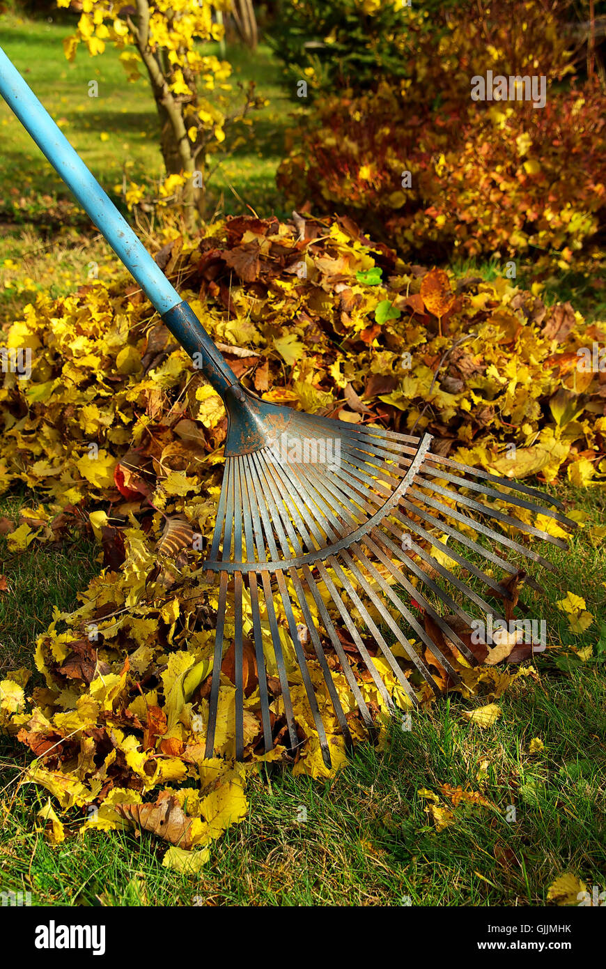Rake Leaves High Resolution Stock Photography and Images - Alamy