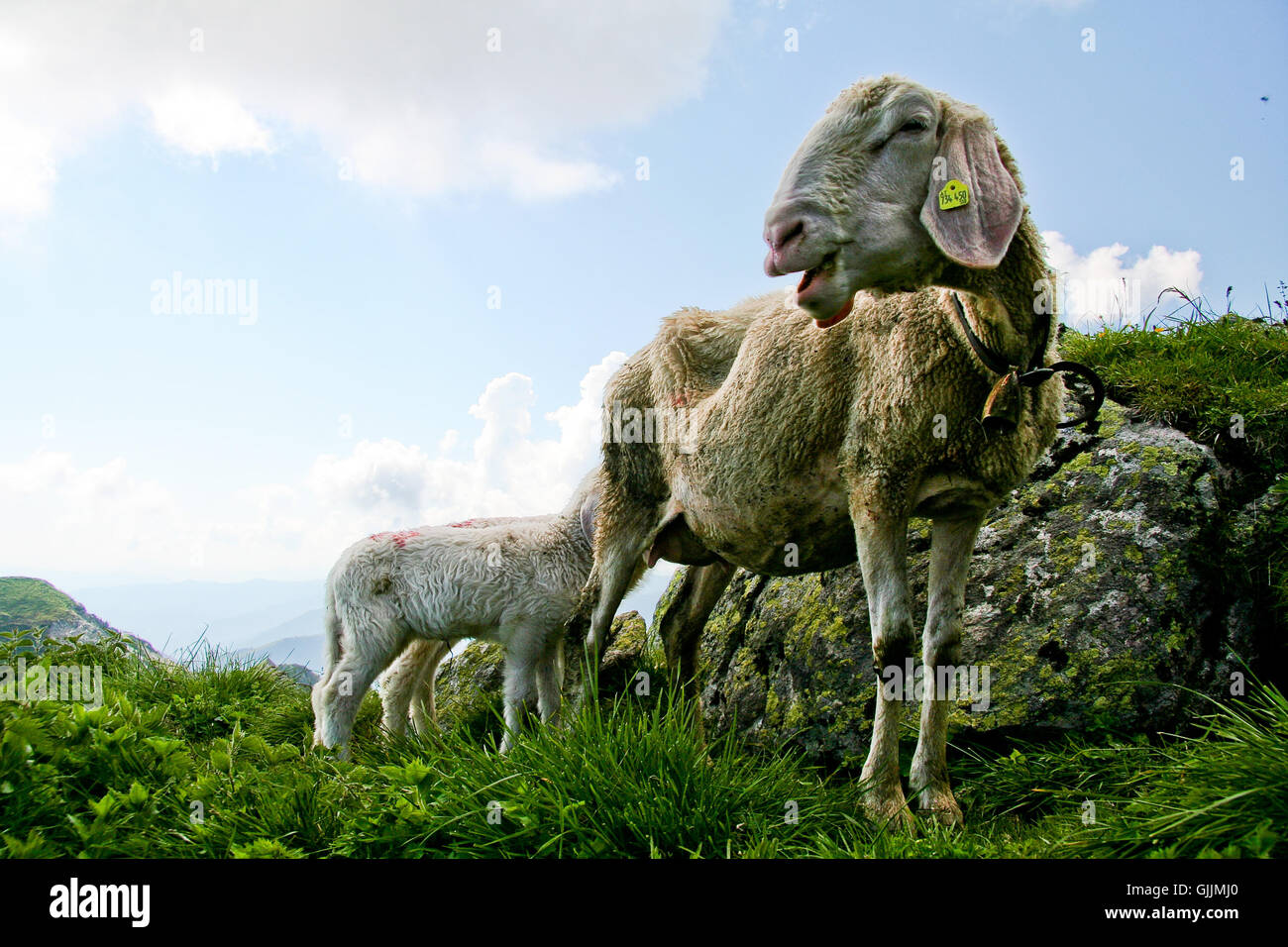 animal sheep suck Stock Photo - Alamy