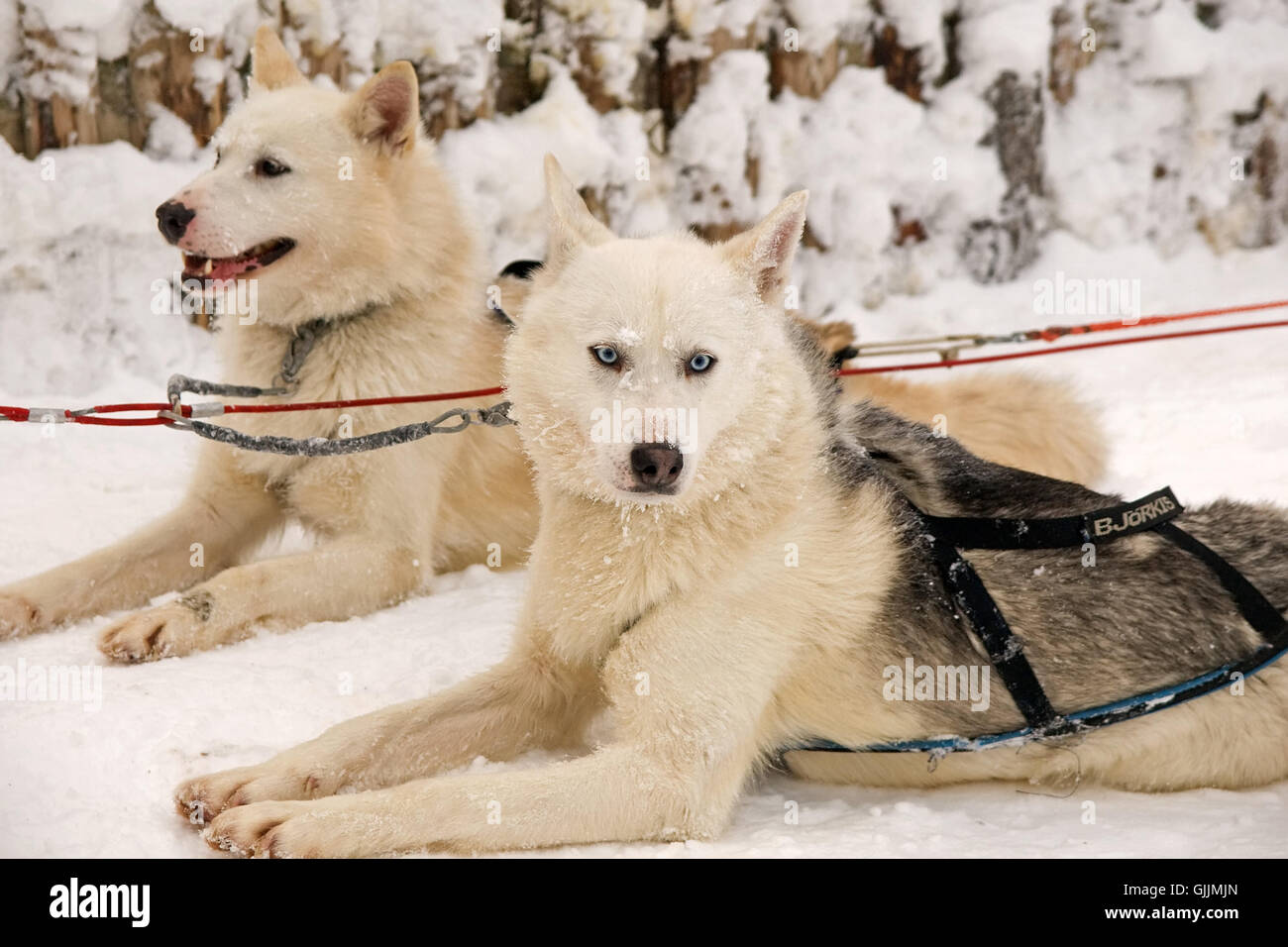 Huskies lapland hi-res stock photography and images - Alamy