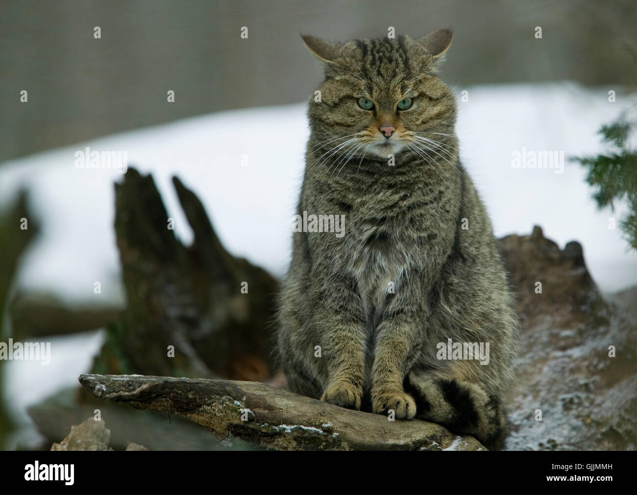 wild big cat feline predator Stock Photo - Alamy