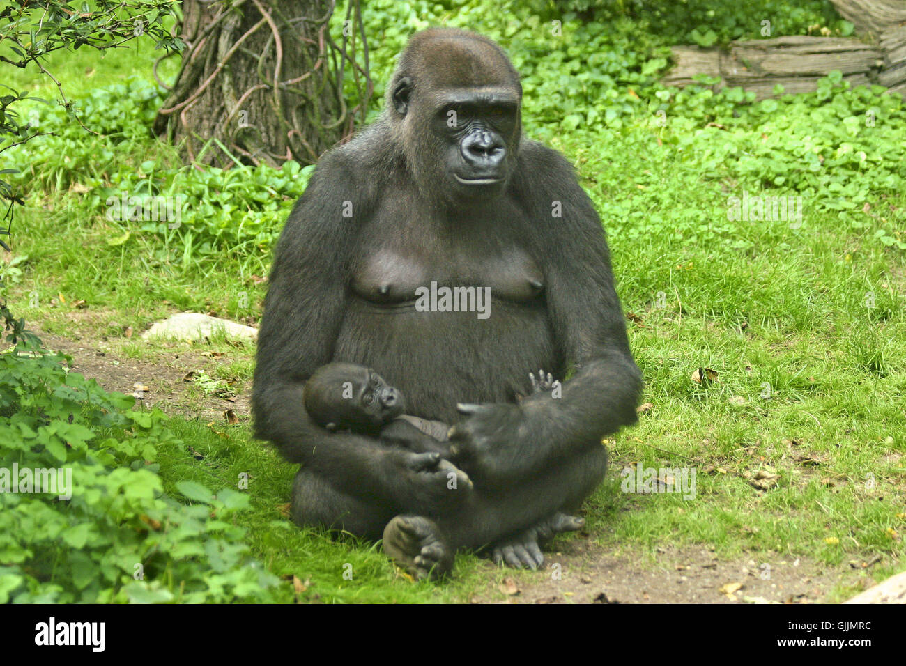 female gorilla while Stock Photo - Alamy