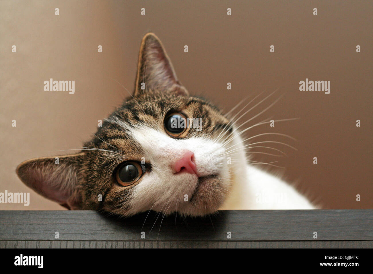 Domestic observer hi-res stock photography and images - Alamy