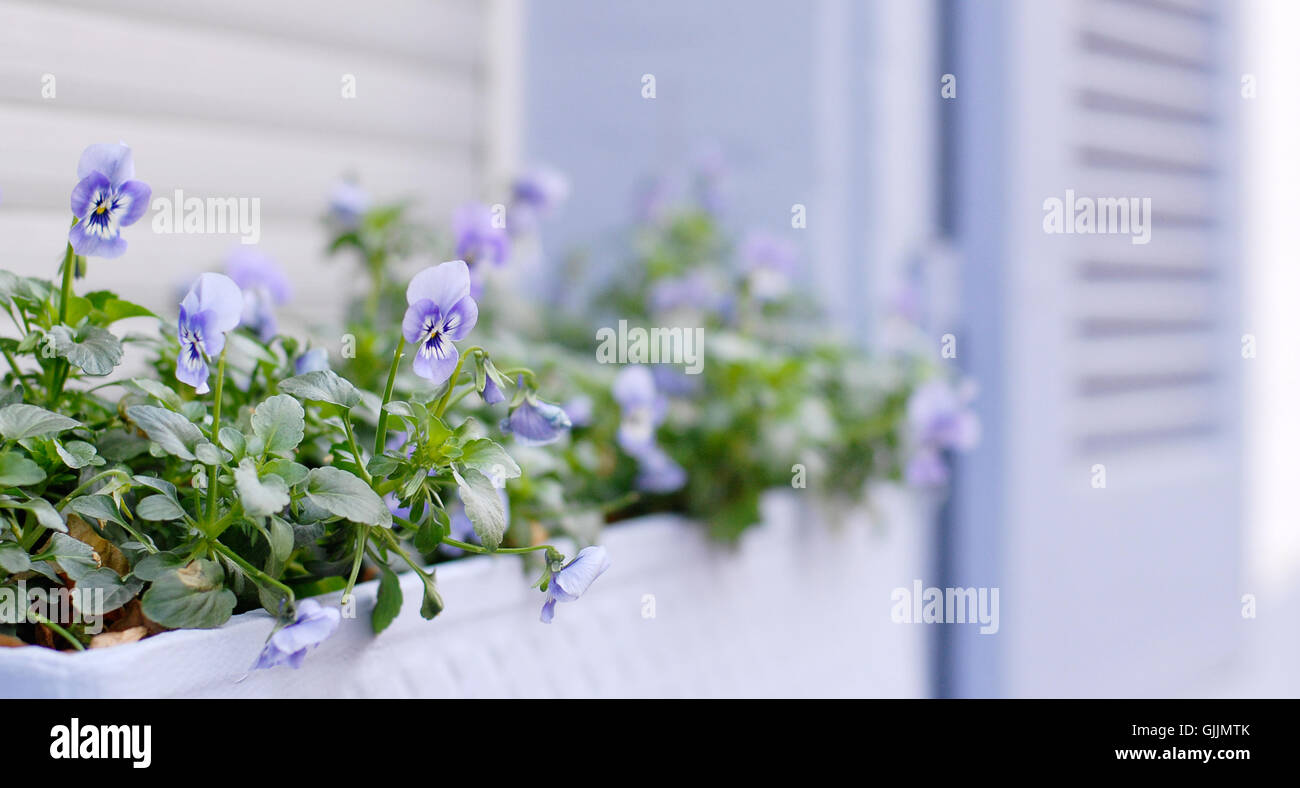 house building violet Stock Photo - Alamy