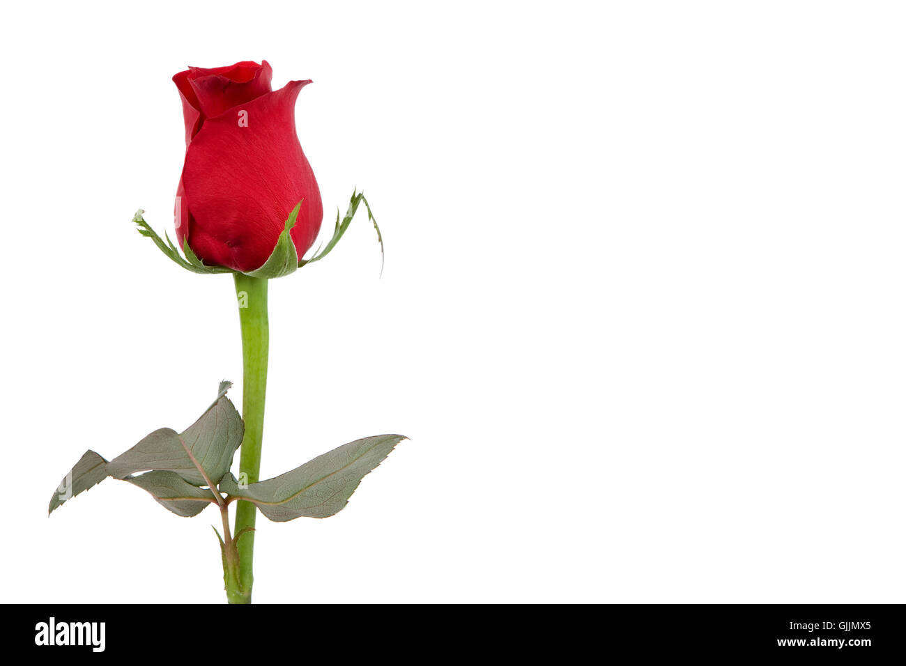 isolated flower plant Stock Photo - Alamy