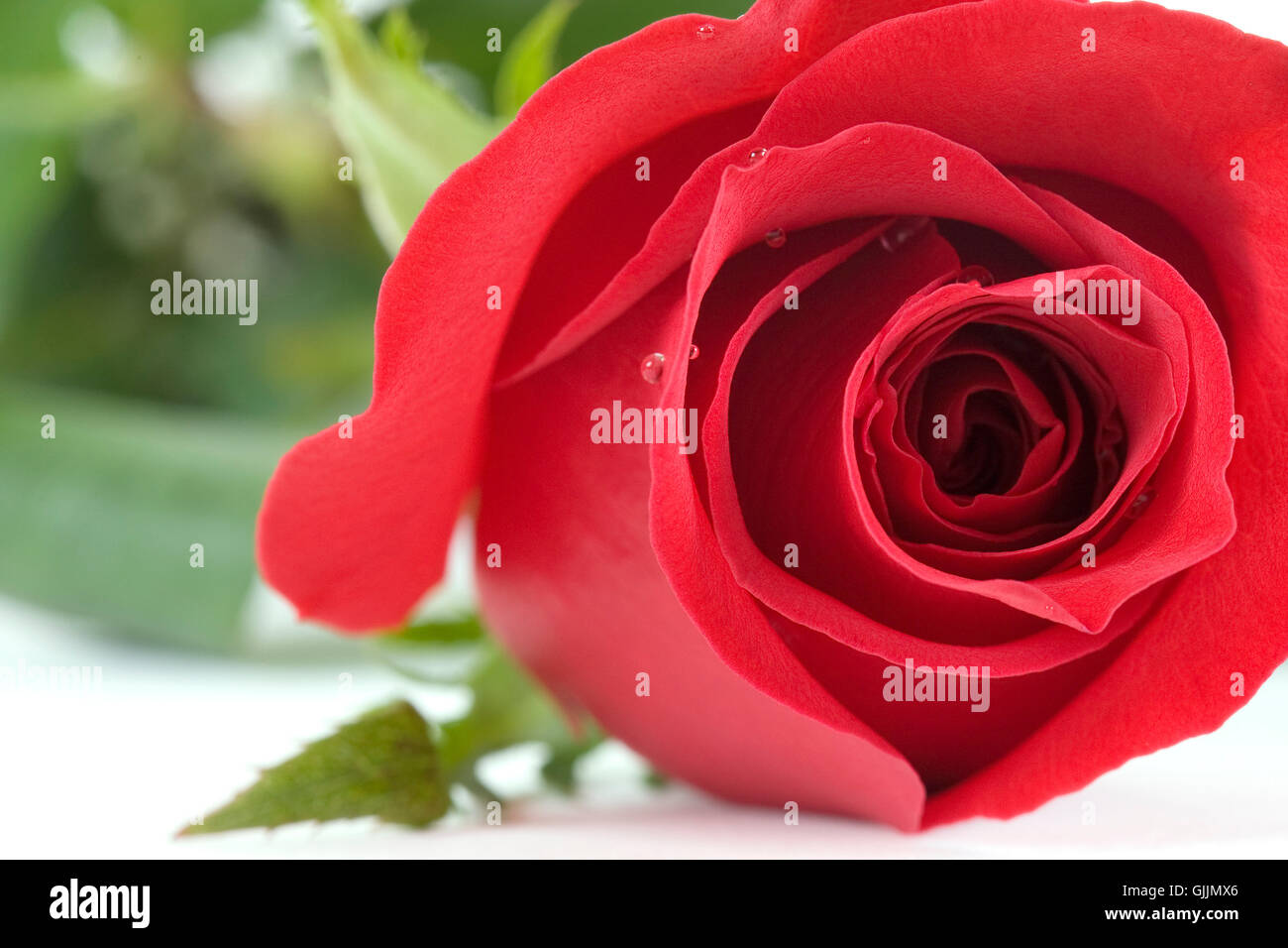 flower plant rose Stock Photo - Alamy