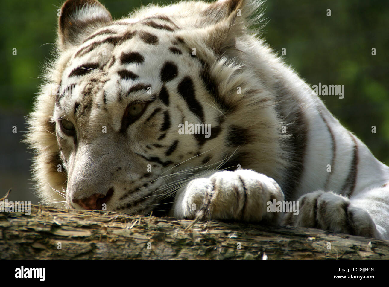 cat big cat feline predator Stock Photo - Alamy