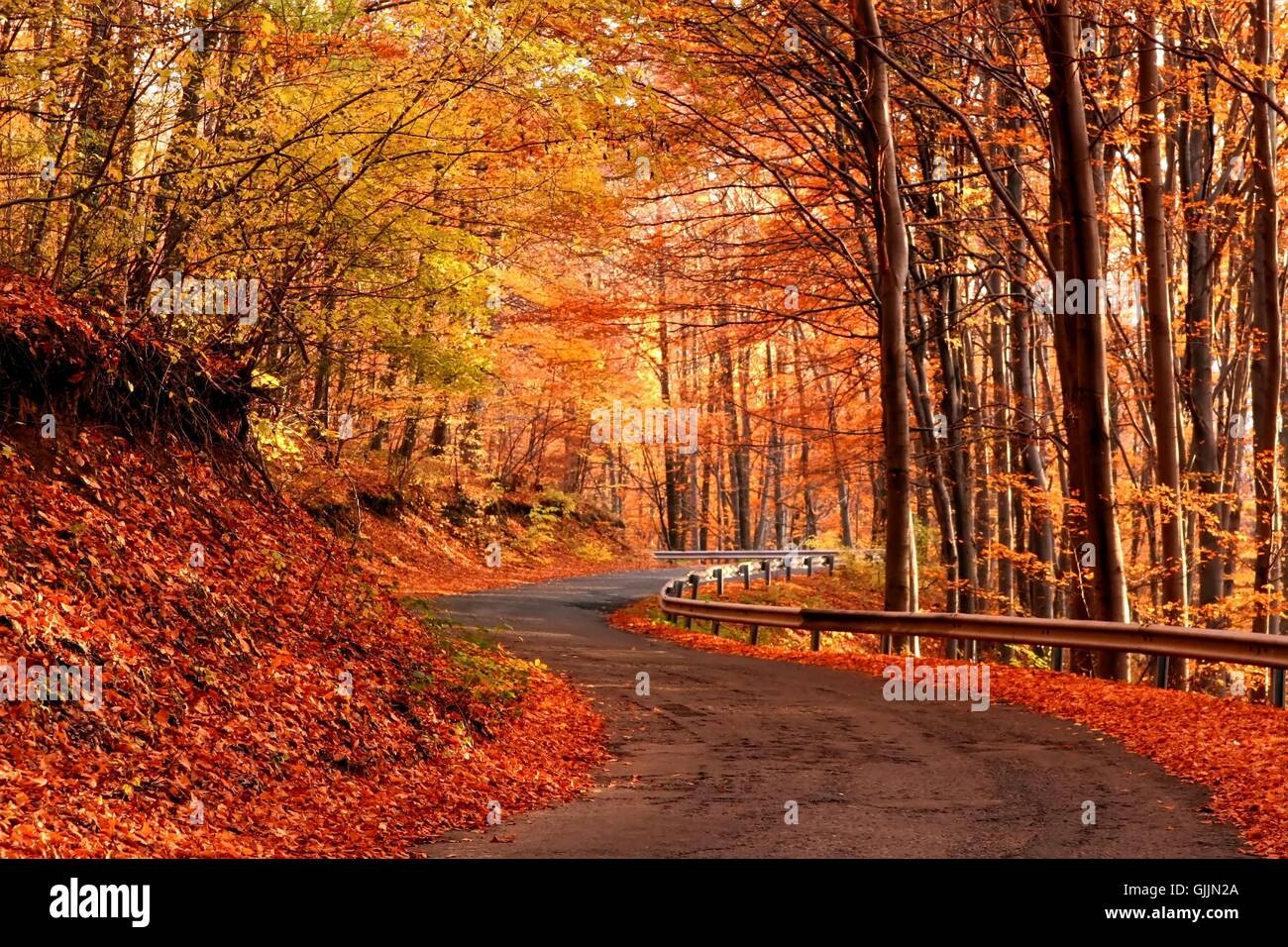 travel tree season Stock Photo - Alamy