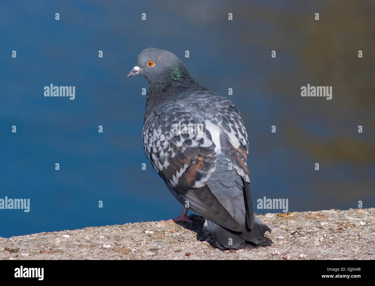 Pigeons Eye Stock Photos & Pigeons Eye Stock Images - Alamy
