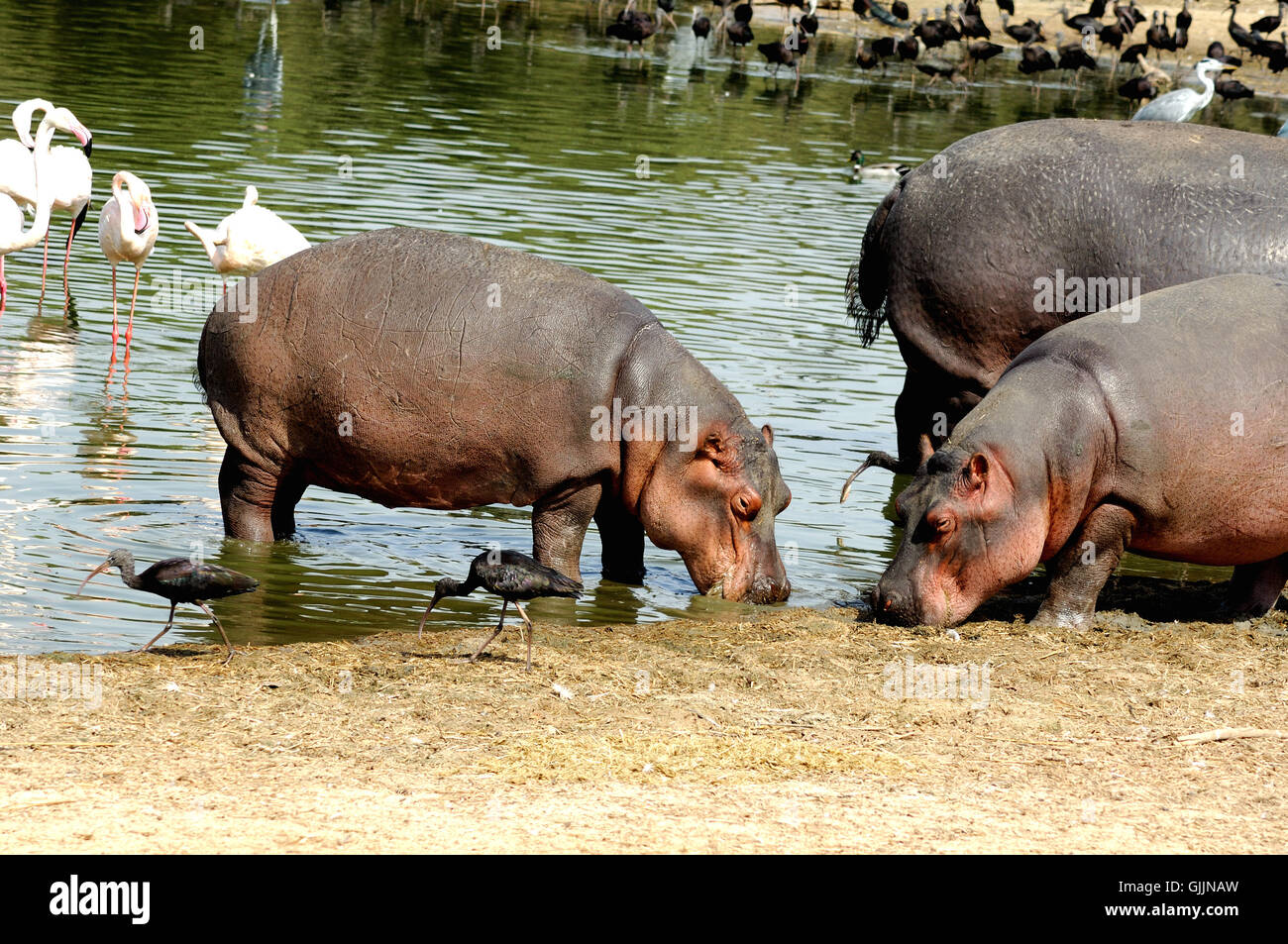 bird birds zoo Stock Photo - Alamy