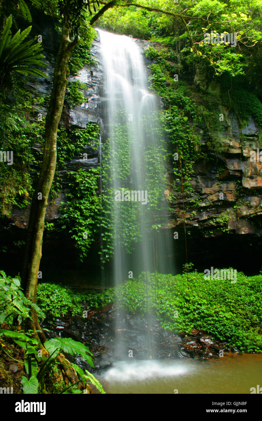 Dorrigo national park hi-res stock photography and images - Alamy