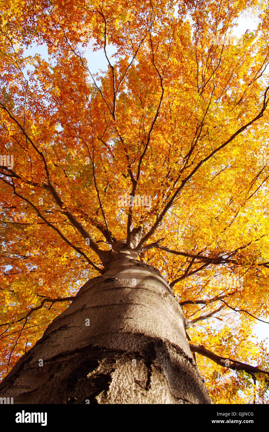 Tree with paint hi-res stock photography and images - Alamy