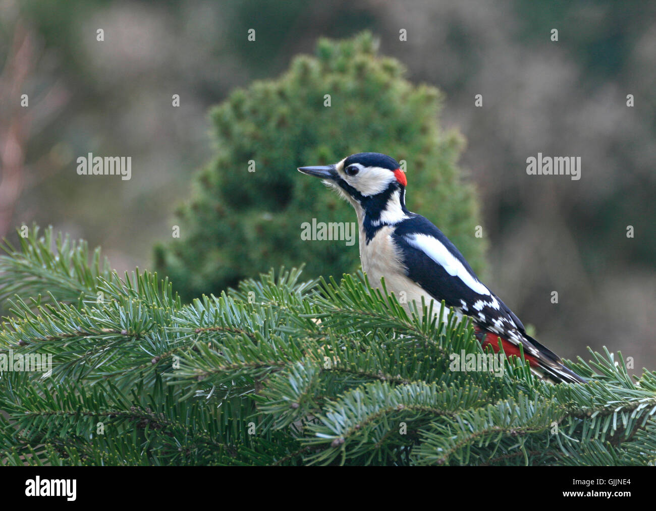 Green wing hi-res stock photography and images - Alamy