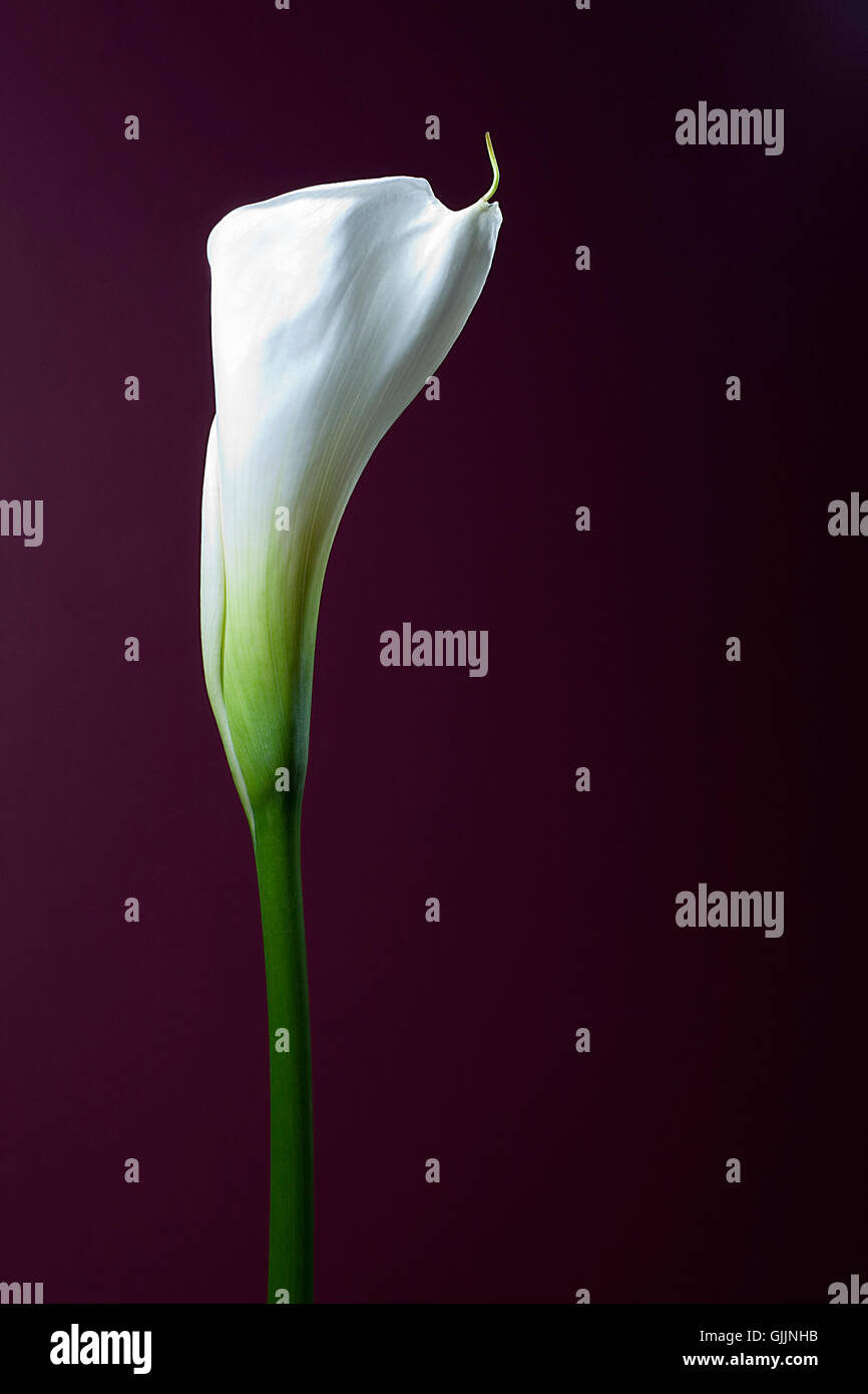 Calla Green High Resolution Stock Photography and Images - Alamy