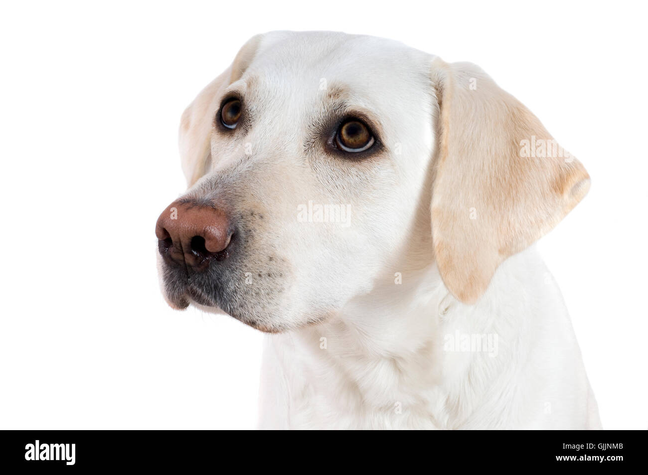 Wise look hi-res stock photography and images - Alamy
