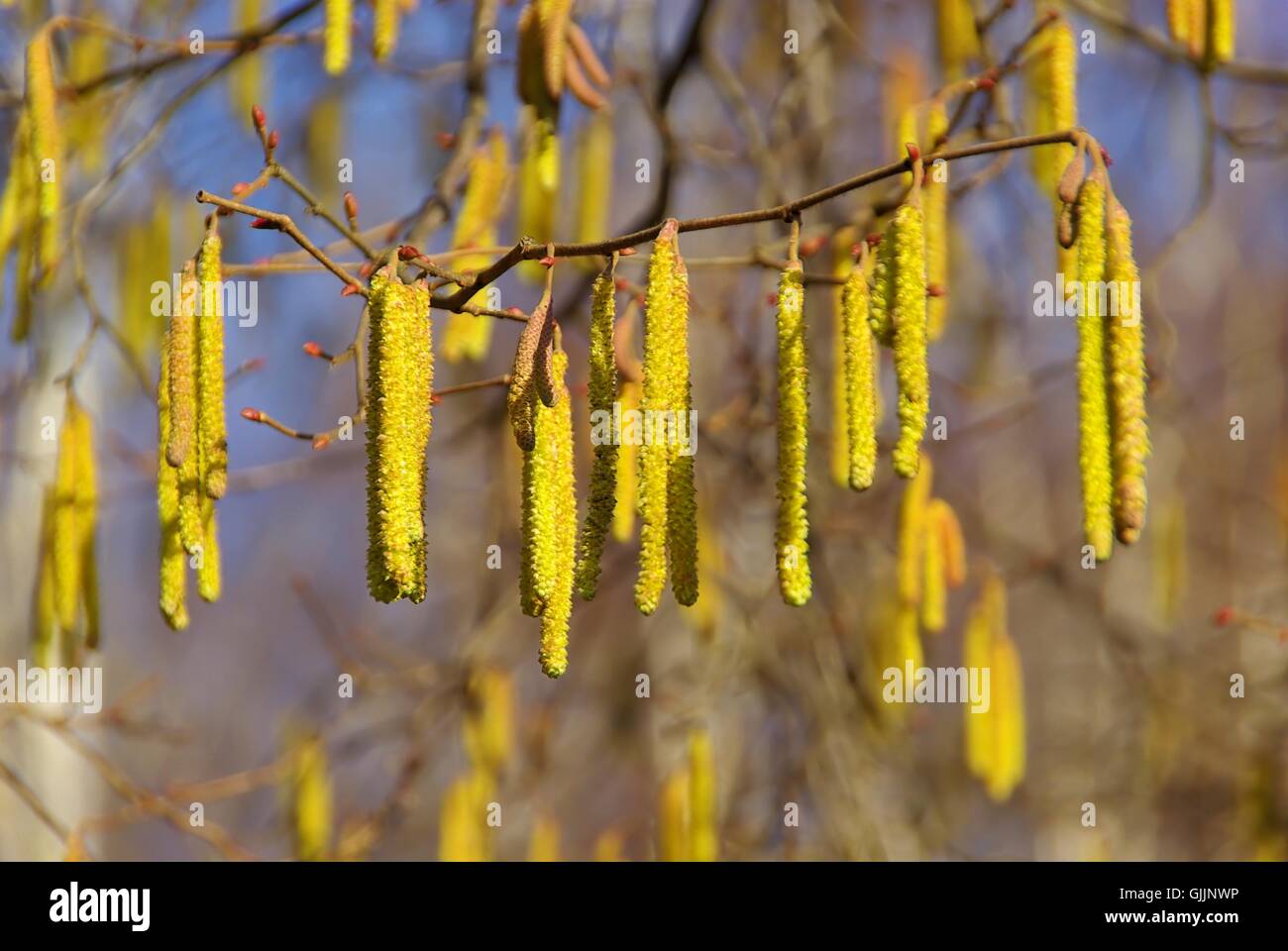 Nut blossom hi-res stock photography and images - Alamy
