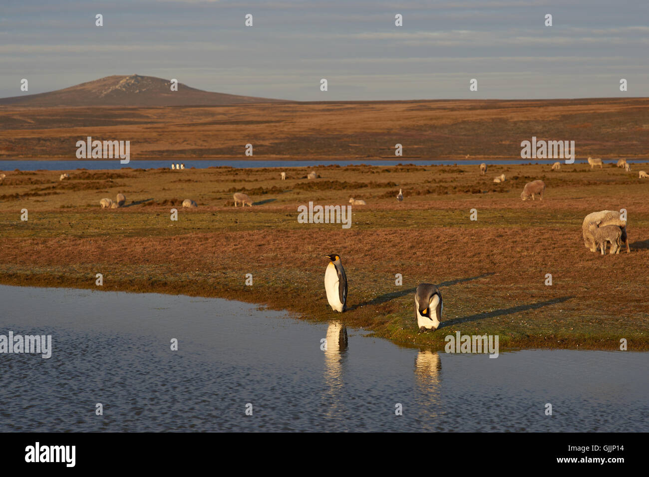 Falklands sheep hi-res stock photography and images - Alamy
