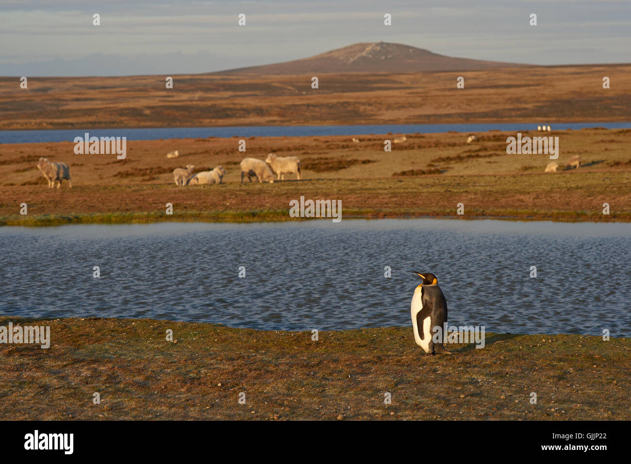 Penguins sheep hi-res stock photography and images - Alamy