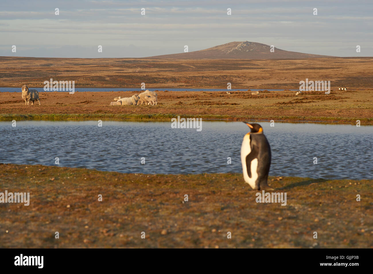 Falklands sheep hi-res stock photography and images - Alamy
