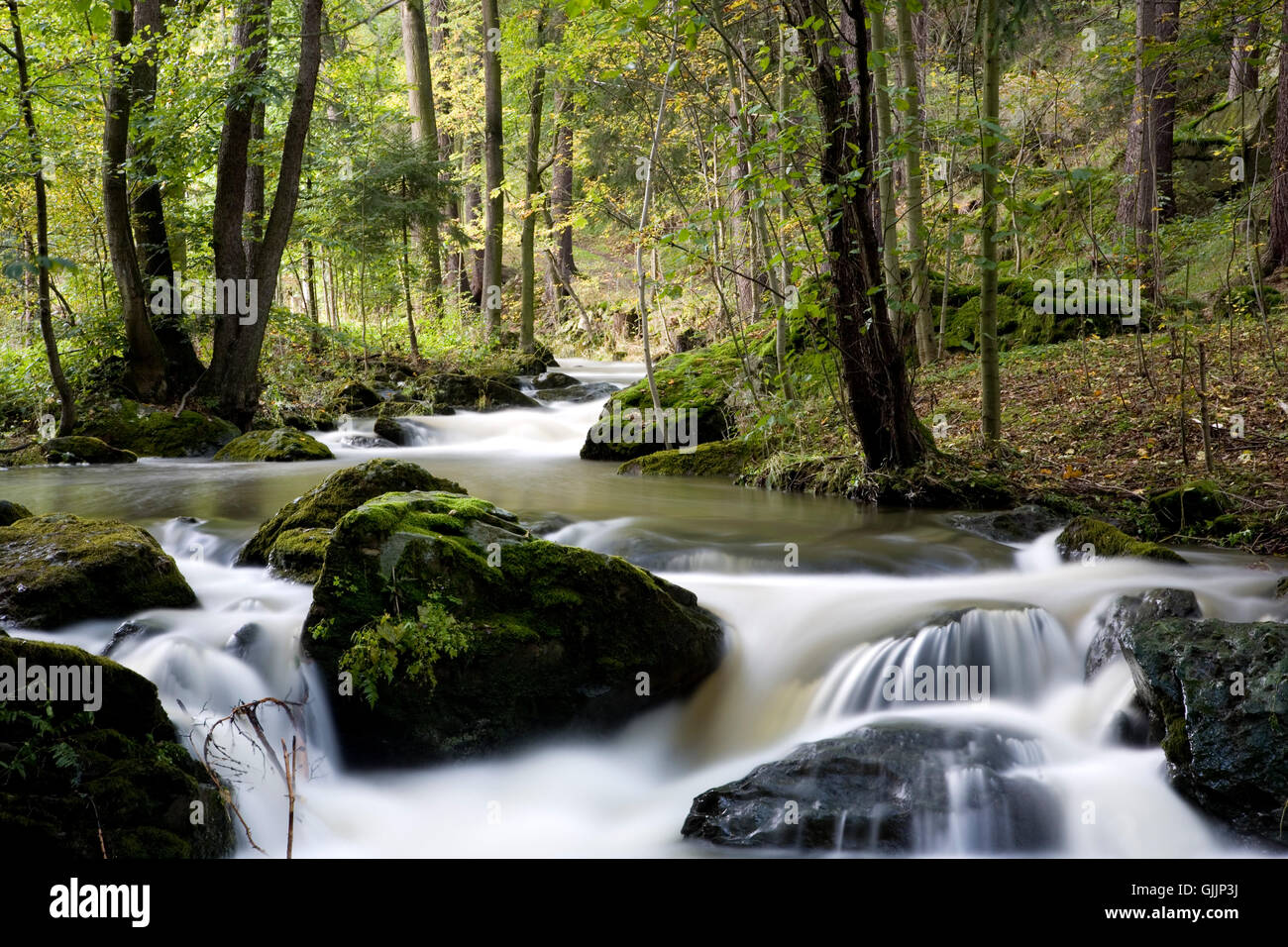 tree trees stream Stock Photo - Alamy