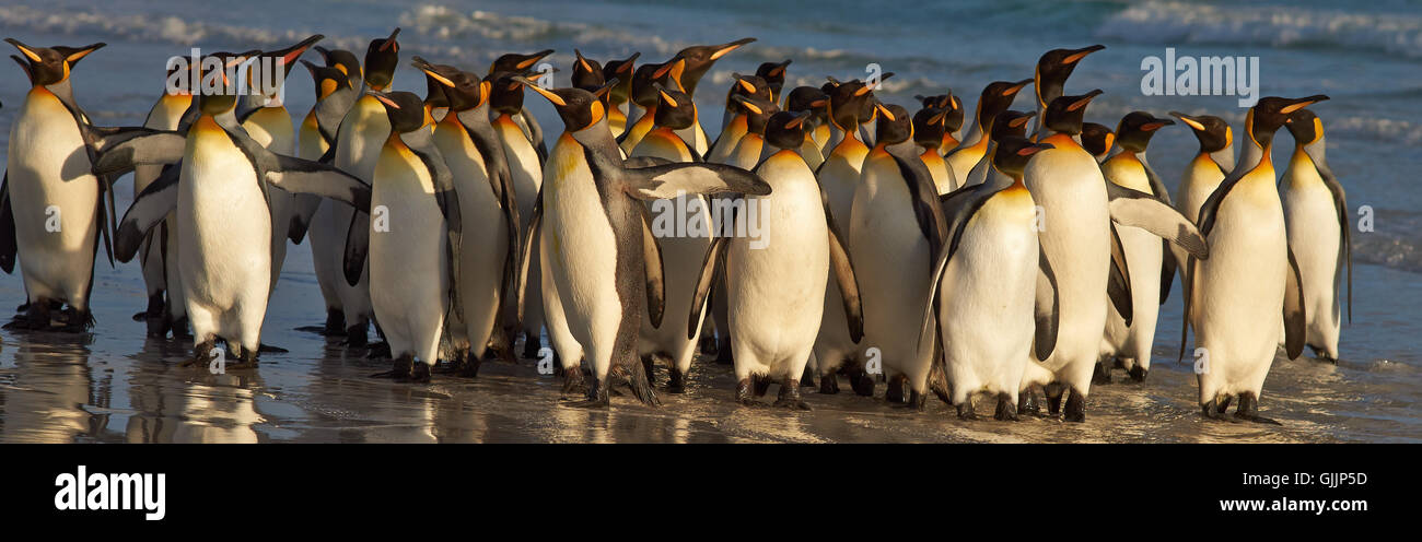Large group of King Penguins standing on the beach in the early morning ...
