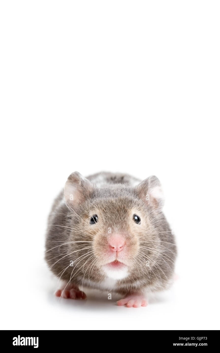 Curiosity detail Cut Out Stock Images & Pictures - Alamy