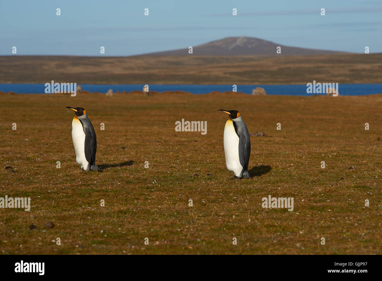 King Penguins (Aptenodytes patagonicus) walking through a field on a ...