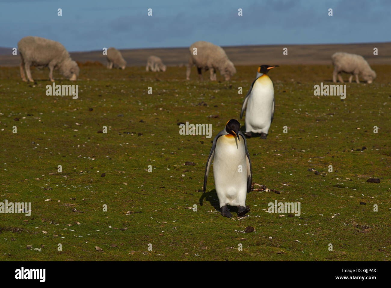 Penguins walking on grass hi-res stock photography and images - Alamy