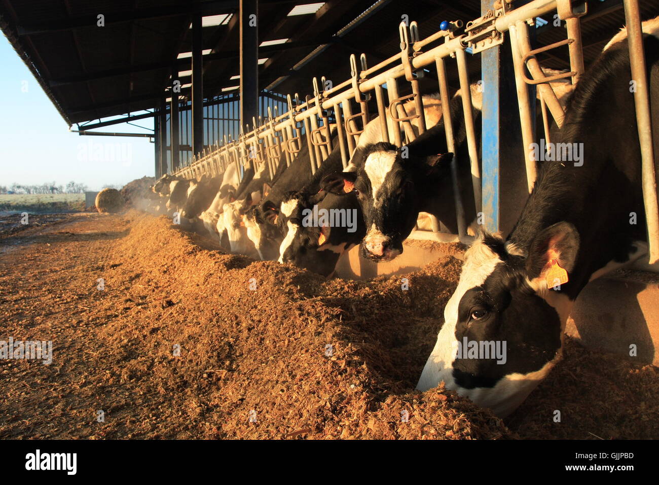 animal agriculture farming Stock Photo - Alamy