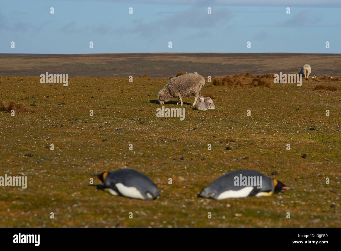 King Penguin on a Sheep Farm Stock Photo - Alamy
