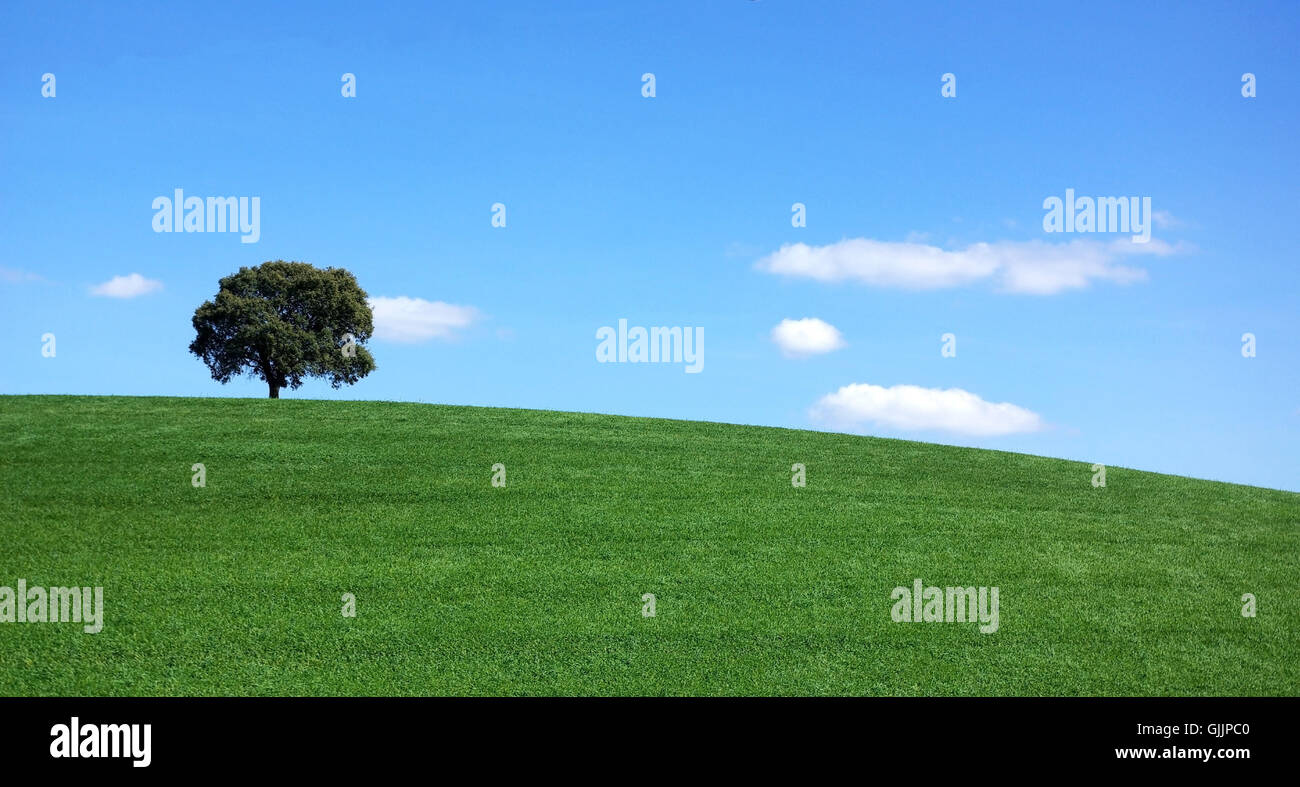 Tree horizon hi-res stock photography and images - Alamy