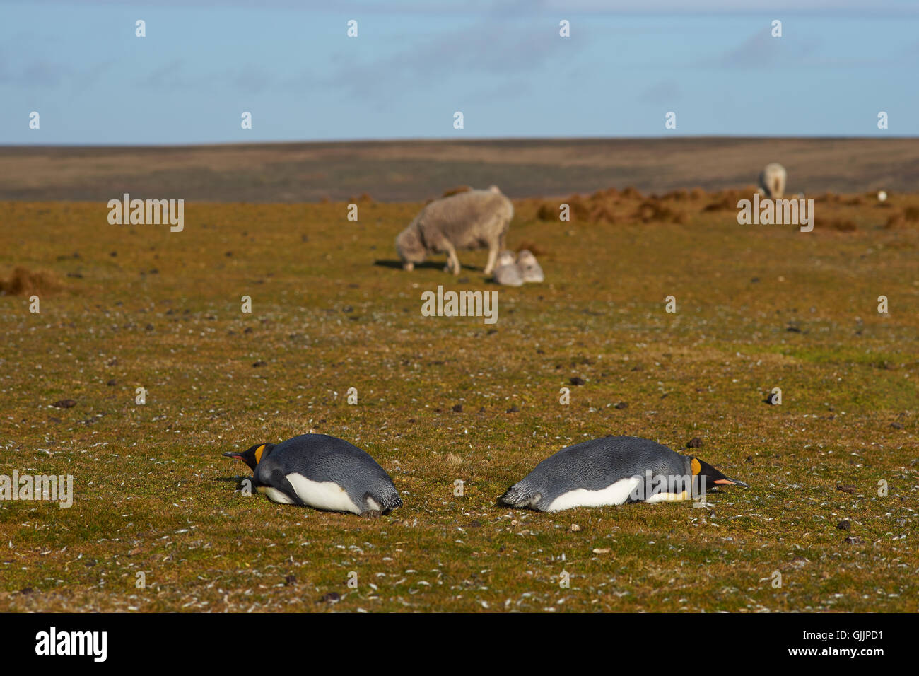 King Penguin on a Sheep Farm Stock Photo - Alamy