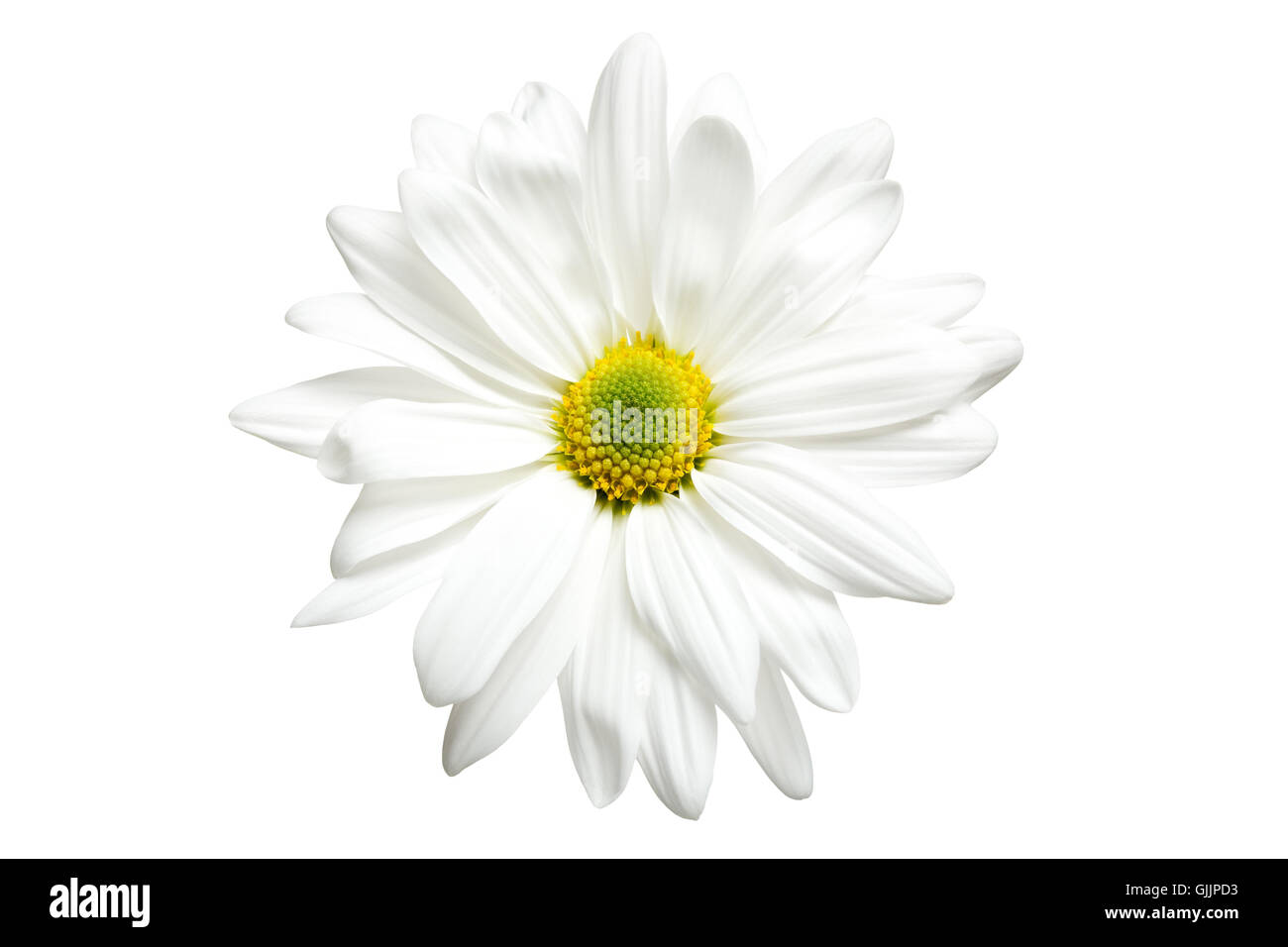 isolated flower plant Stock Photo - Alamy