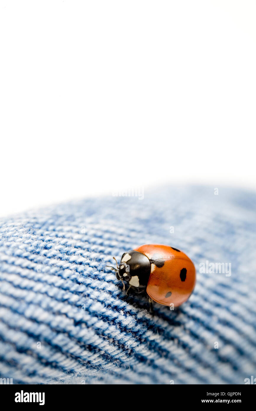 isolated insect beetle Stock Photo - Alamy