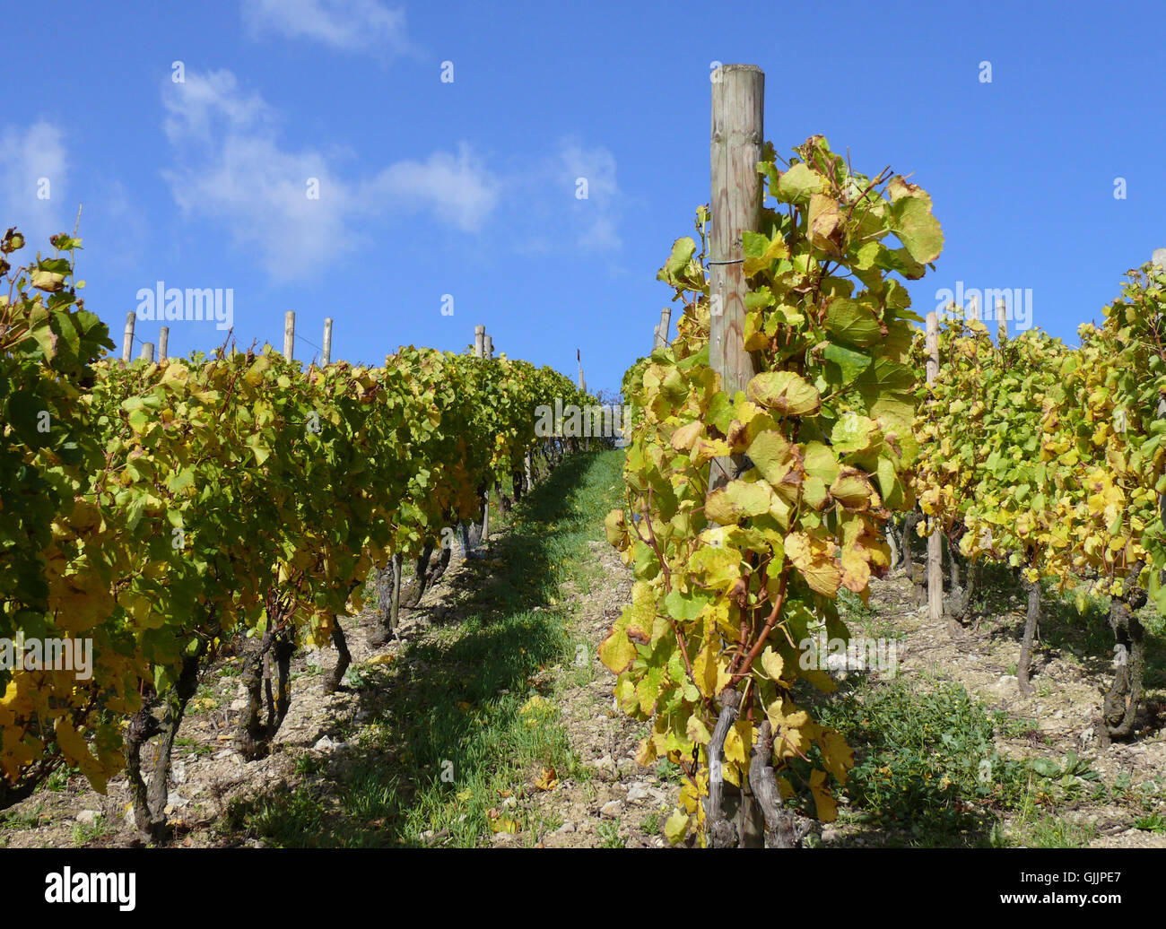 cultivation of wine vineyard viticulture Stock Photo - Alamy