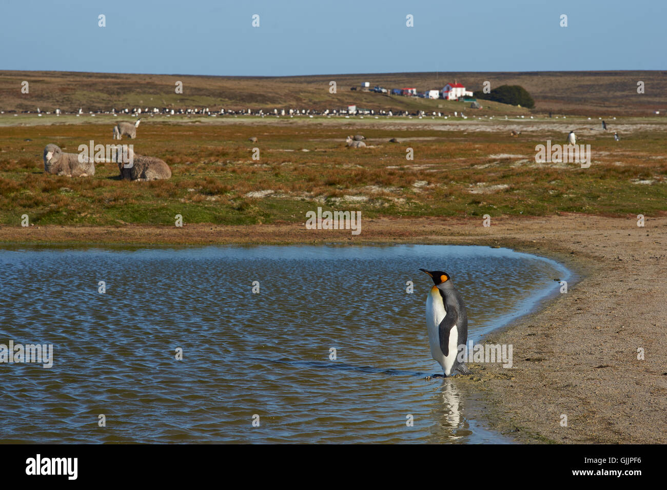 King Penguin on a Sheep Farm Stock Photo - Alamy