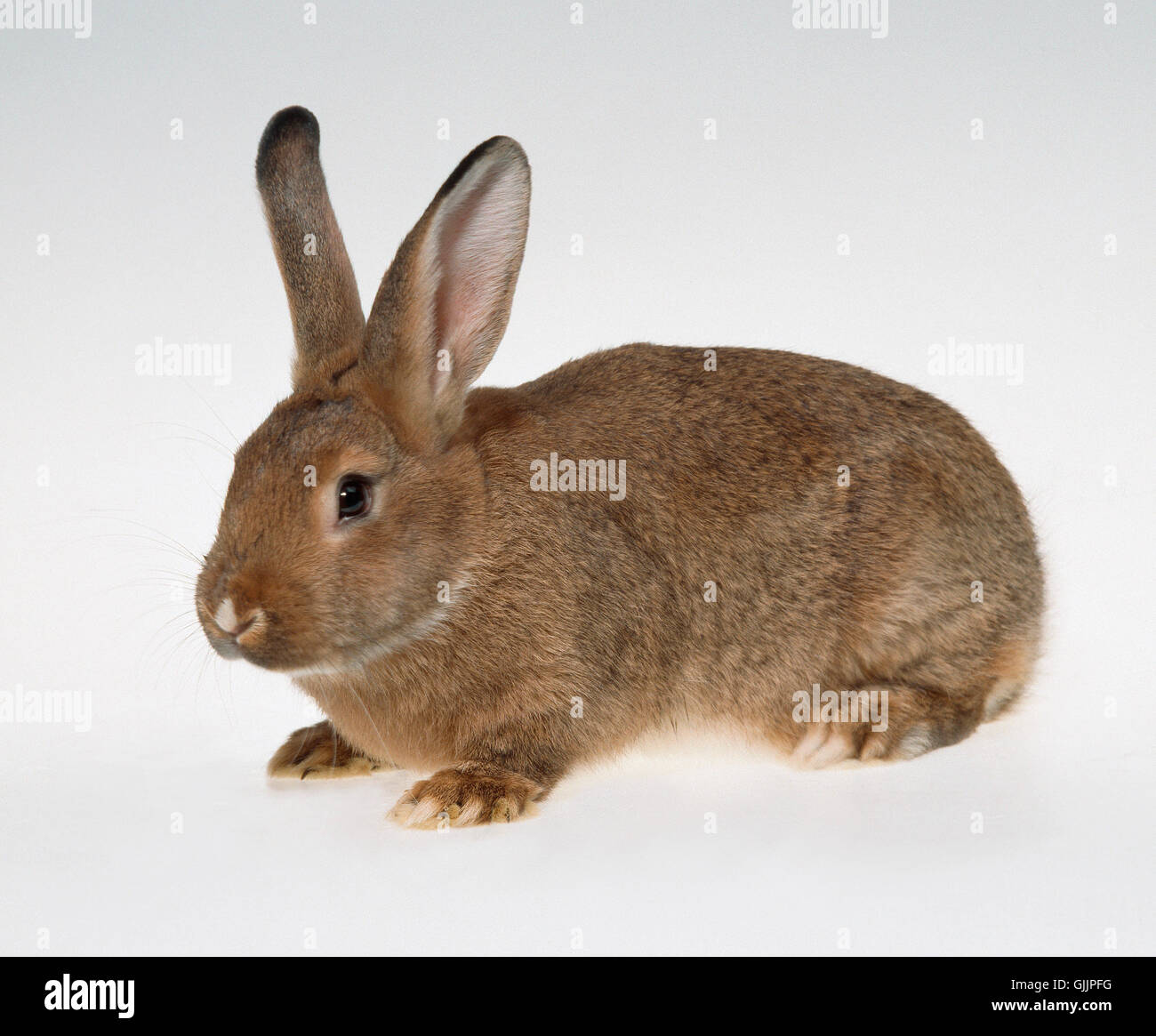 Rabbit and hare hi-res stock photography and images - Alamy