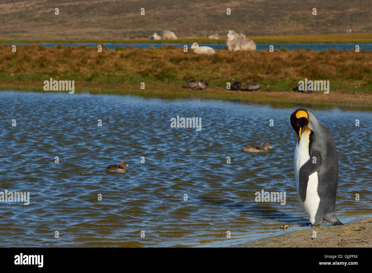 King Penguin on a Sheep Farm Stock Photo - Alamy