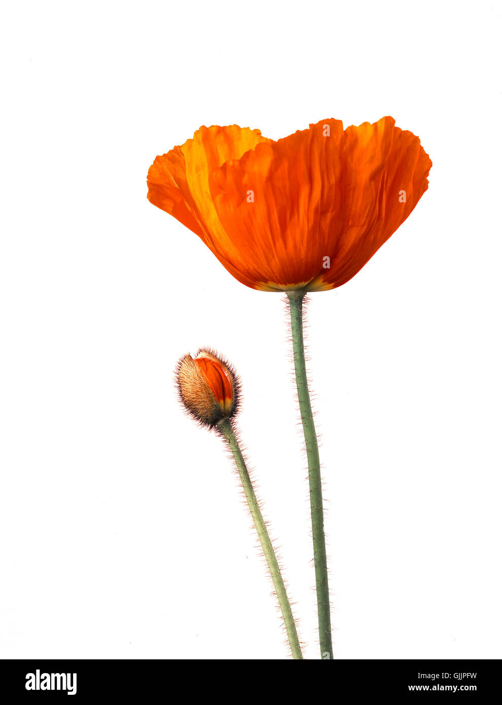 Orange poppy Cut Out Stock Images & Pictures - Alamy